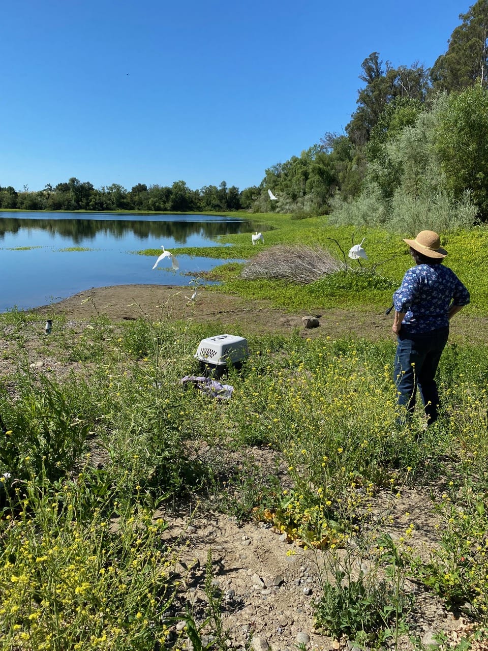 Bird Rescue and Release at Hanson Floodplain Site - Russian Riverkeeper
